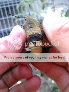 Bug box: Hummingbird hawk moth | NATURE IN JAPAN