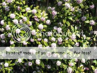 Plant paradise: Fragrant Sweet Daphne (jinchoge) | NATURE IN JAPAN