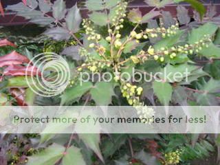 Plant paradise: March’s Japanese Mahonia (hiragi-nanten) | NATURE IN JAPAN