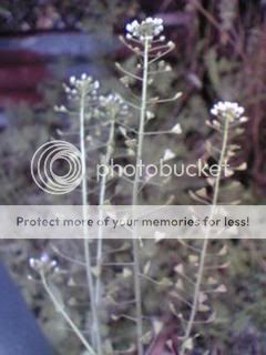 Plant paradise: Shepherd’s purse (nazuna) in spring | NATURE IN JAPAN