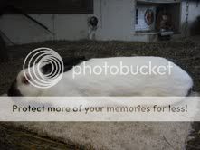 Himmie and harlequin pictures :) | Rabbit Talk - Meat Rabbit & Farming ...