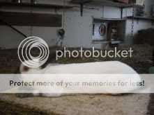 Himmie and harlequin pictures :) | Rabbit Talk - Meat Rabbit & Farming ...