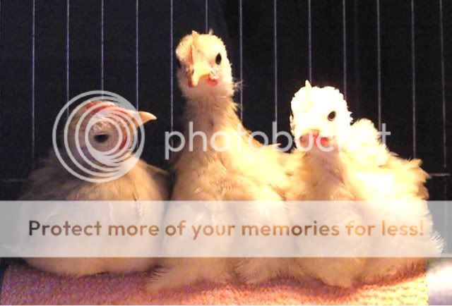 Sexing Bantam Chicks | BackYard Chickens - Learn How to Raise Chickens