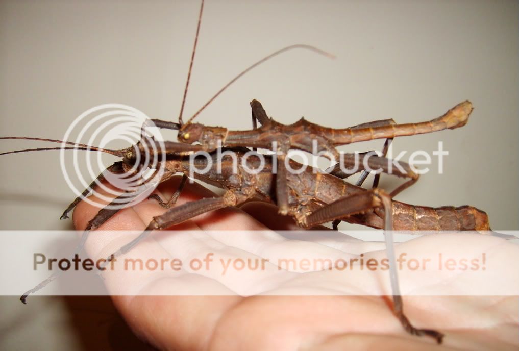 Some of my Phasmids (pic heavy) | Reptile Forums