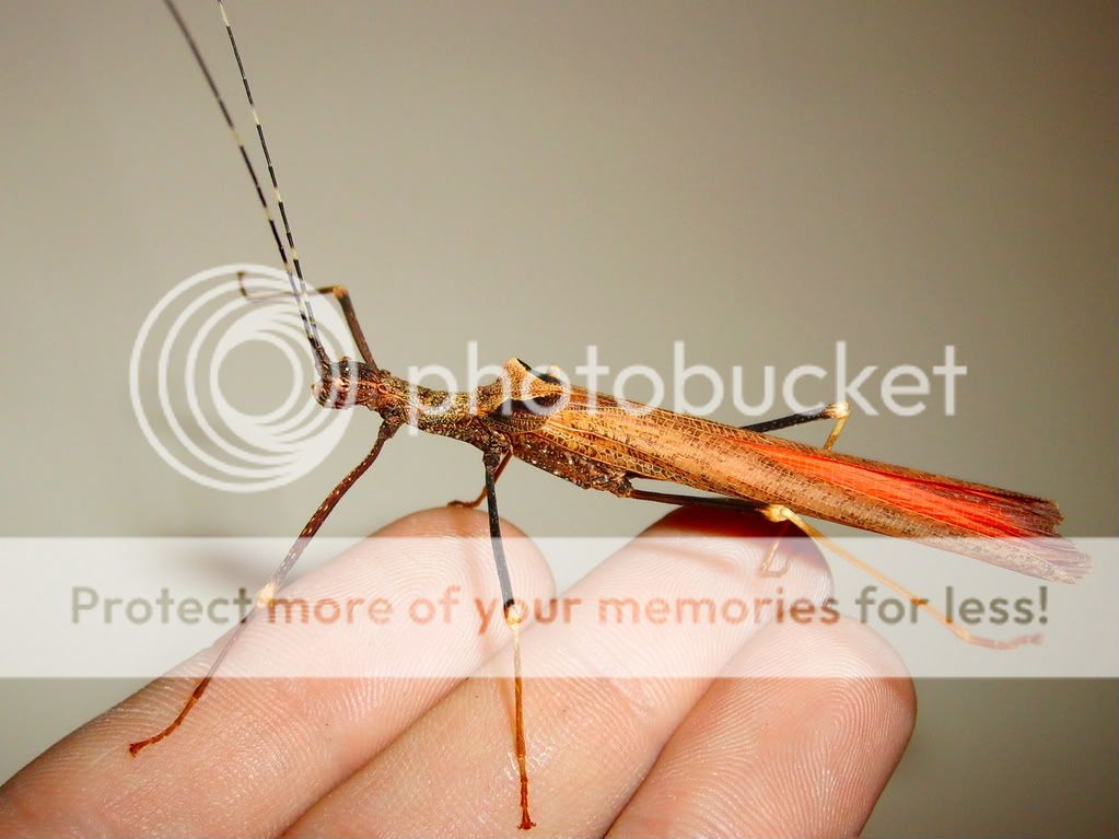 Some of my Phasmids (pic heavy) | Reptile Forums