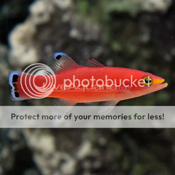 Wife wants a pink or purple fish - Reef Central Online Community