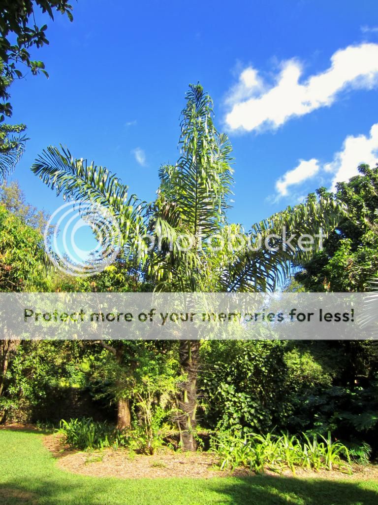 Palms growing at the Kampong - DISCUSSING PALM TREES WORLDWIDE - PalmTalk