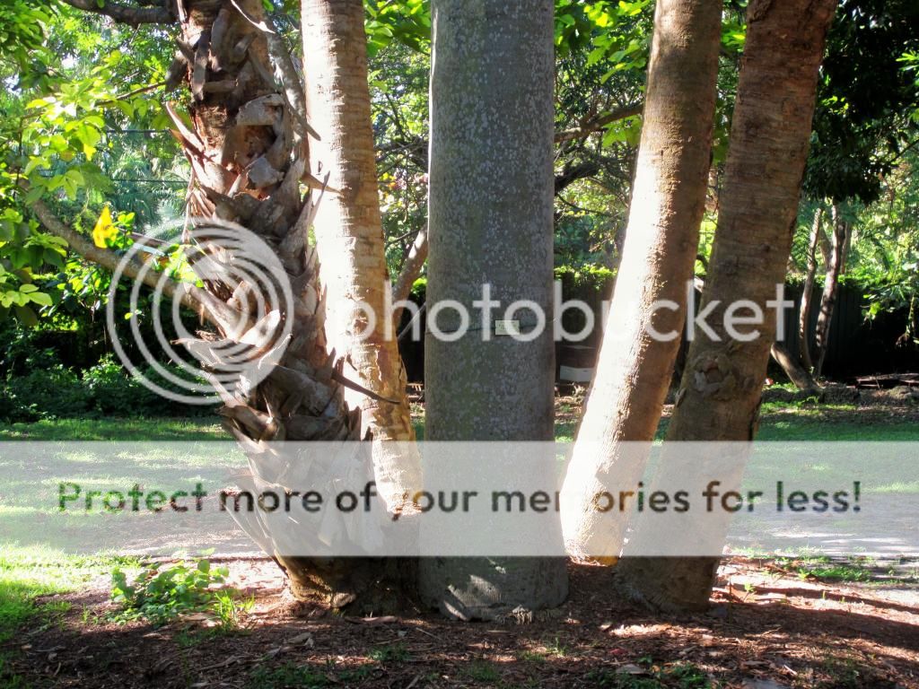 Palms growing at the Kampong - DISCUSSING PALM TREES WORLDWIDE - PalmTalk